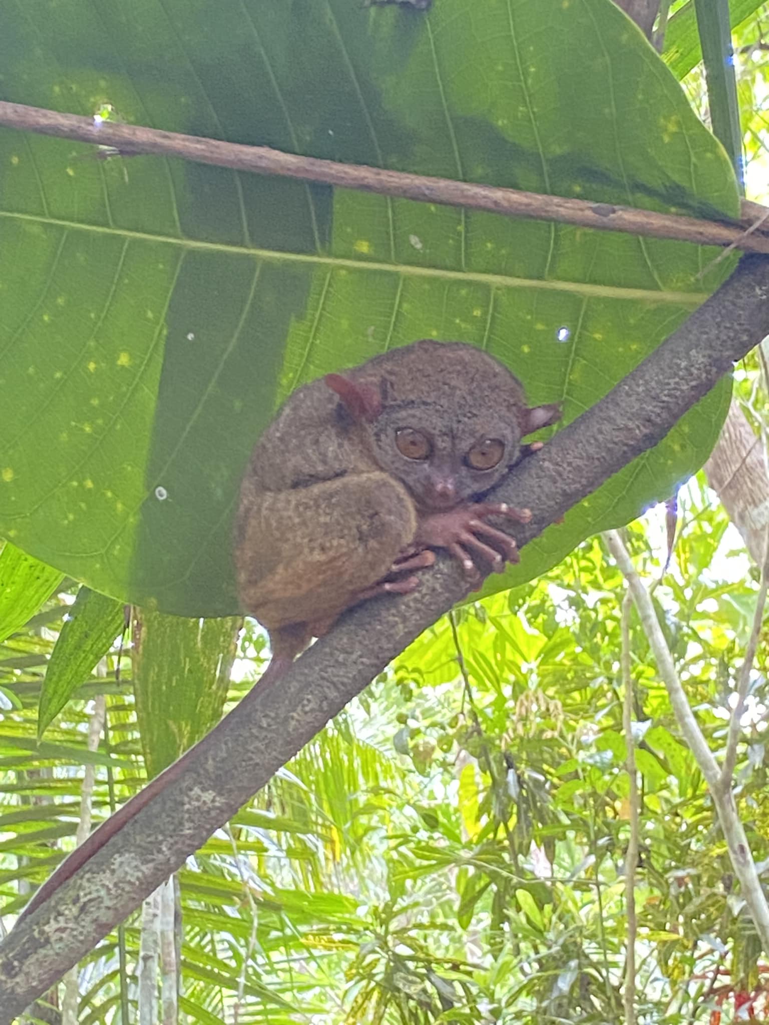 The Philippine Tarsier: Bohol’s Tiny Primate Wonder - travelcebublog.com